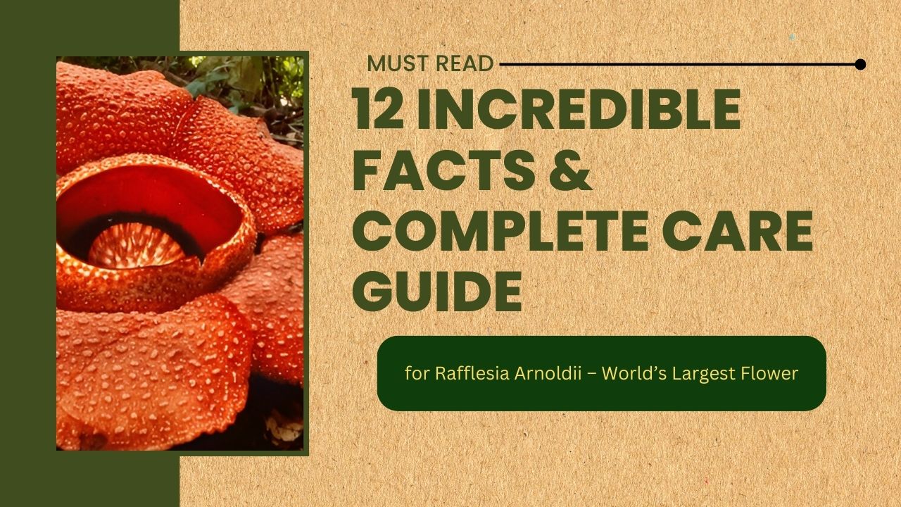 12 Incredible Facts & Complete Care Guide for Rafflesia Arnoldii ...