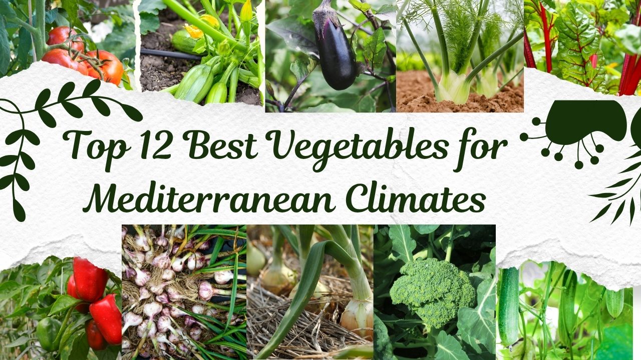 Top 12 Best Vegetables for Mediterranean Climates: Thriving Crops You ...