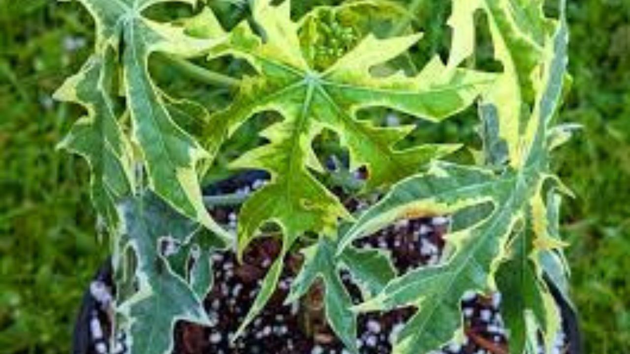 12 Best Vegetables for Desert Climates: Unique Crops & Beginner Tips ...
